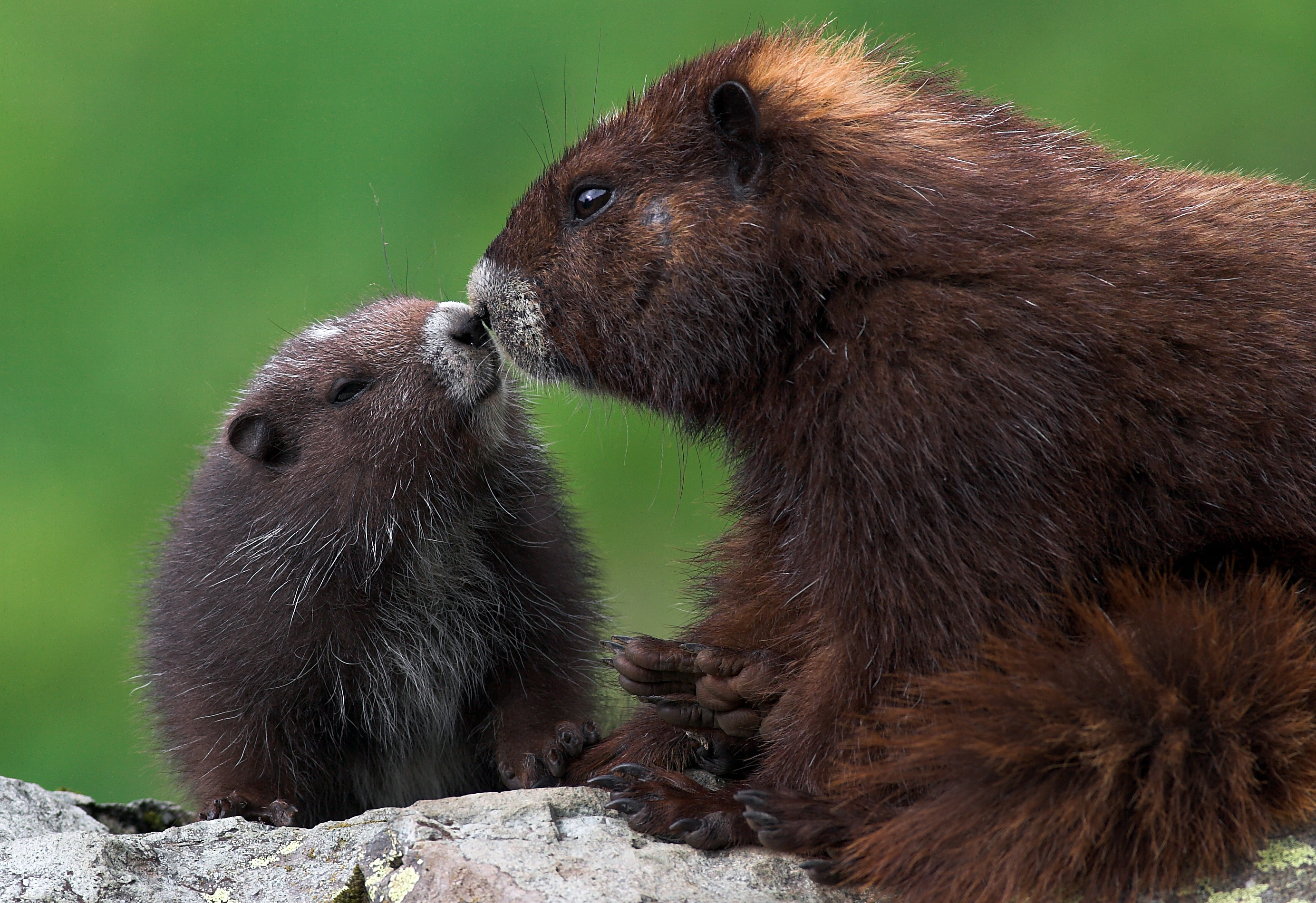 population decline | The Vancouver Island Marmot Recovery Foundation